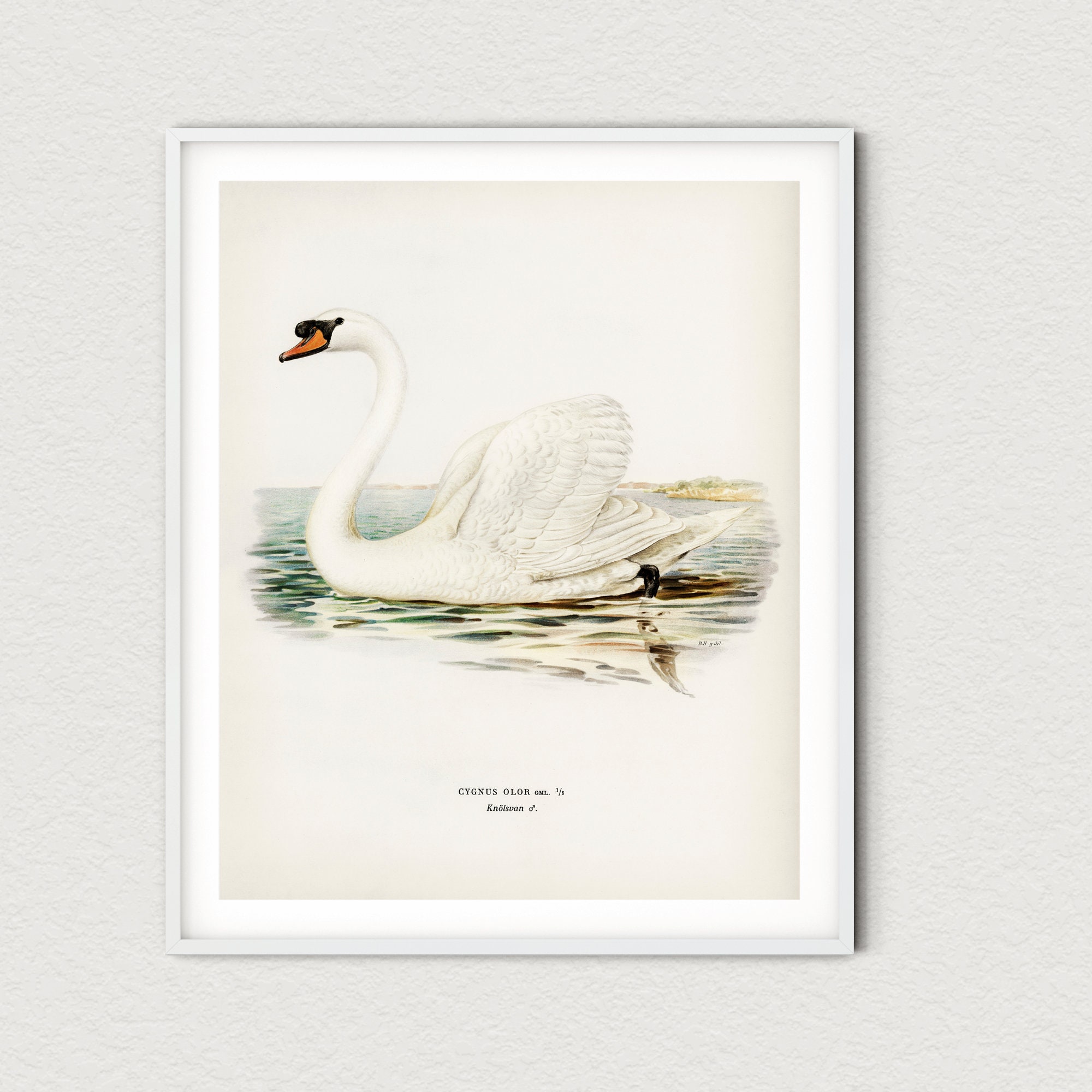 Digital Prints Vintage Male Swan Print Art & Collectibles etna.com.pe