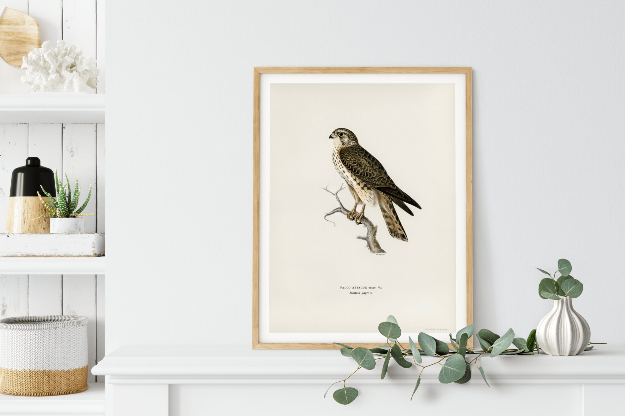 Vintage Merlin Falcon Print - Etsy