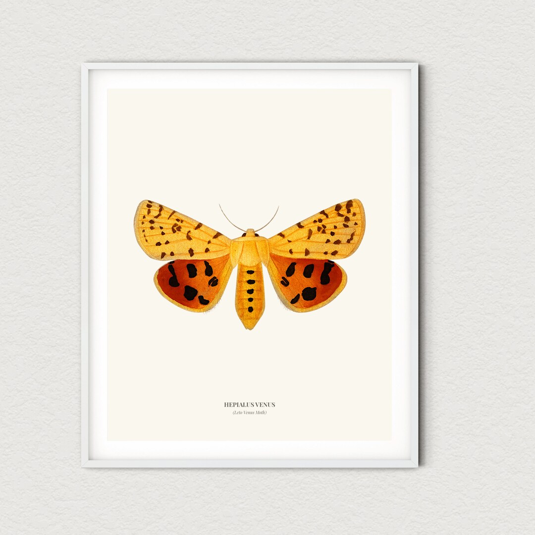 Vintage Leto Venus Moth Print - Etsy