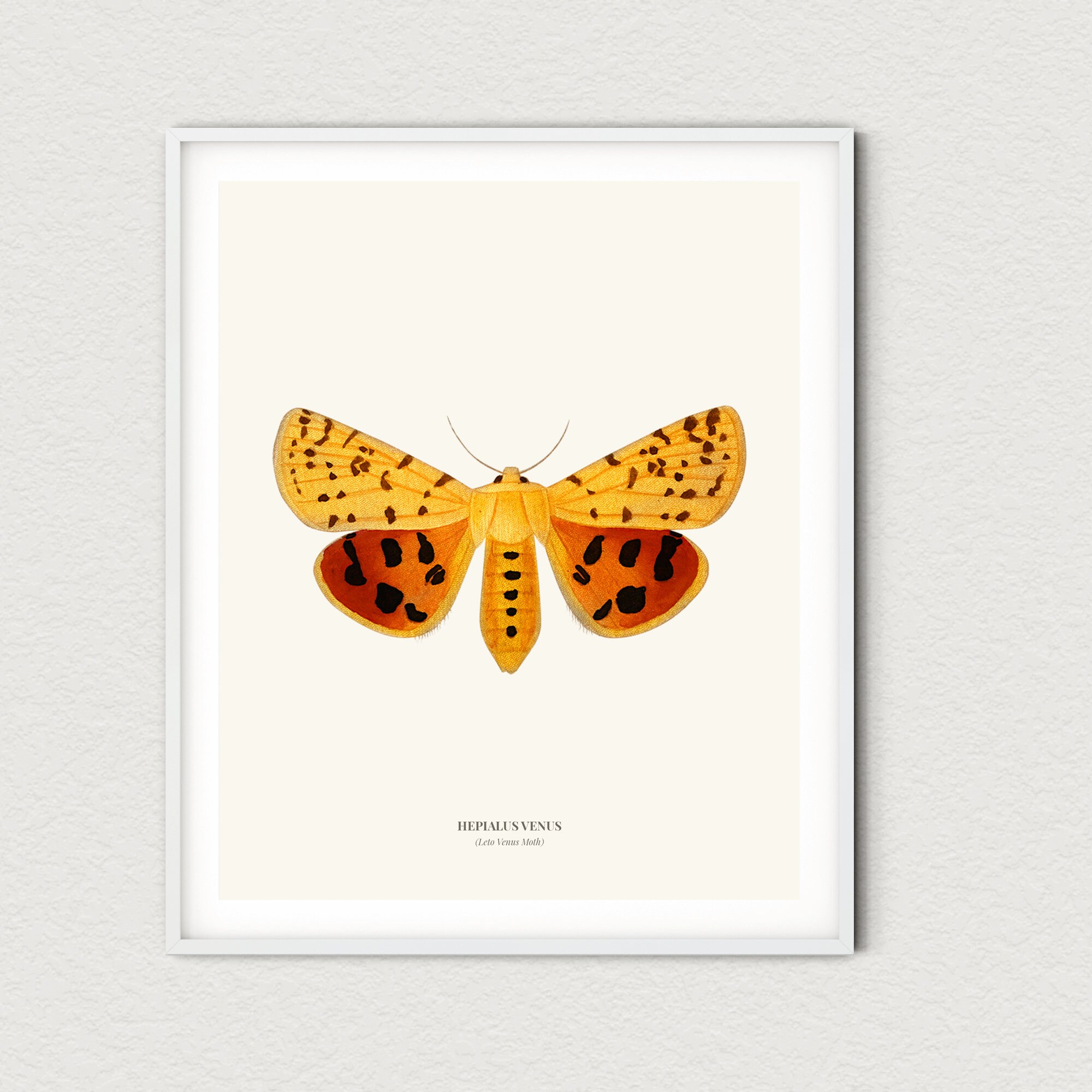 Vintage Leto Venus Moth Print - Etsy