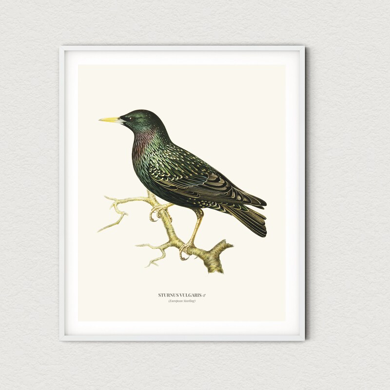 Starling Art - Etsy
