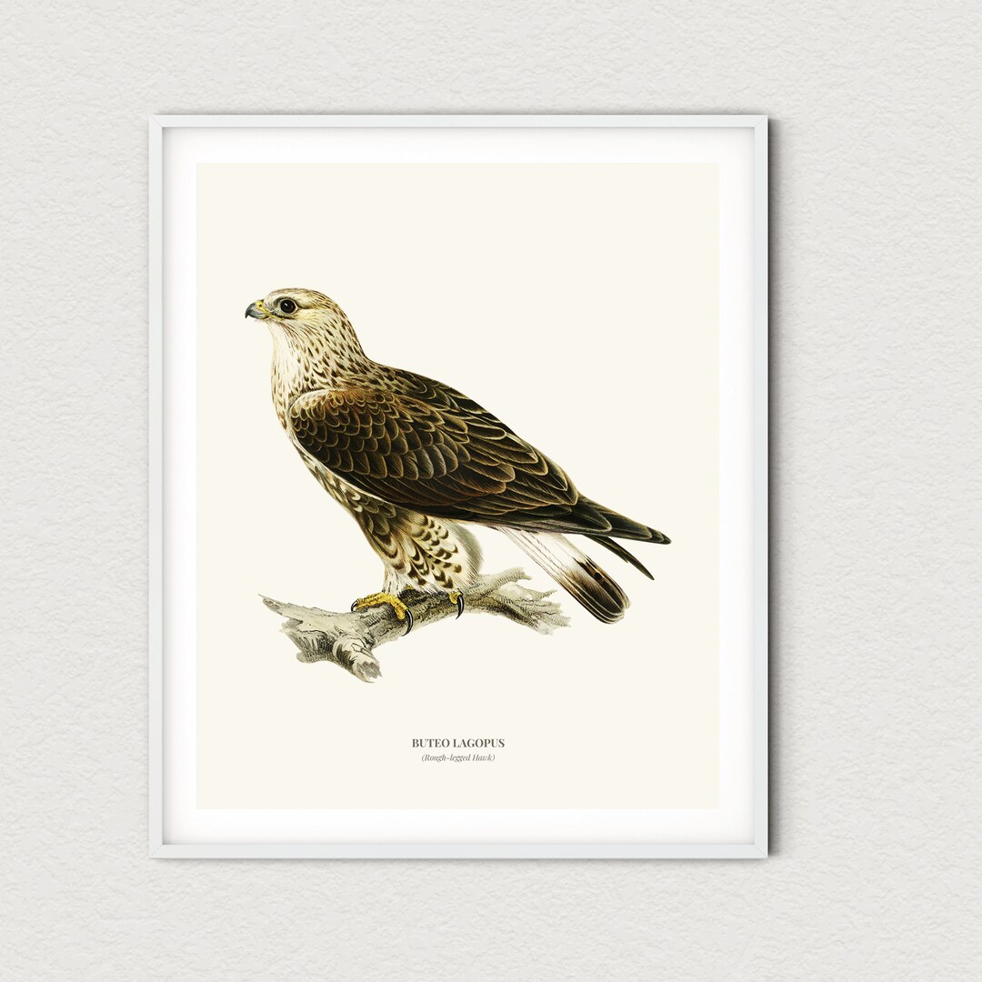 Vintage Rough-legged Hawk Print - Etsy