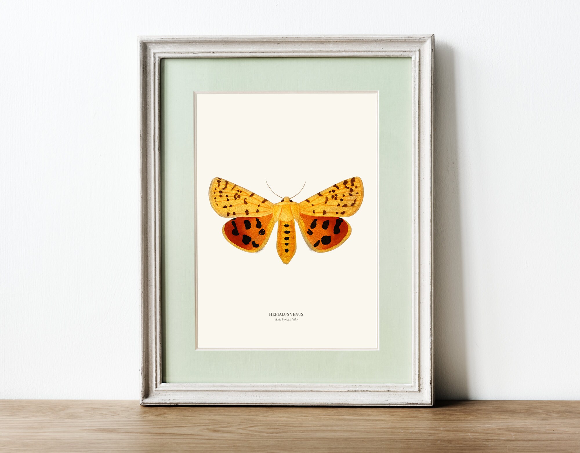 Vintage Leto Venus Moth Print - Etsy