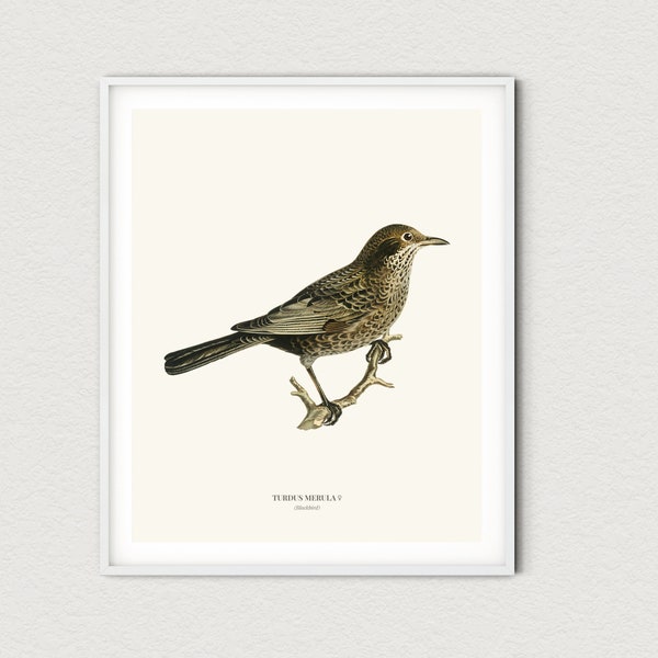 Blackbird Print - Etsy Australia