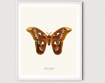 Instant Download Printable Art. Attacus Atlas Moth. Vintage Insect ...