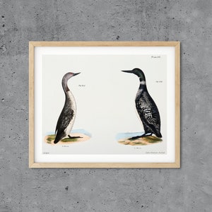 Loon Prints - Etsy