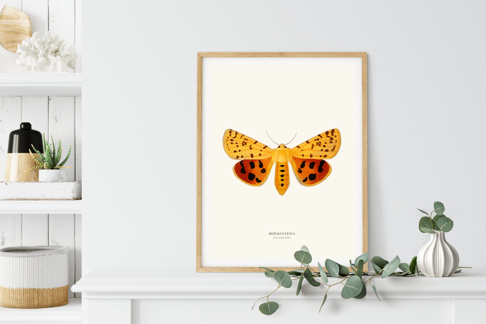 Vintage Leto Venus Moth Print - Etsy