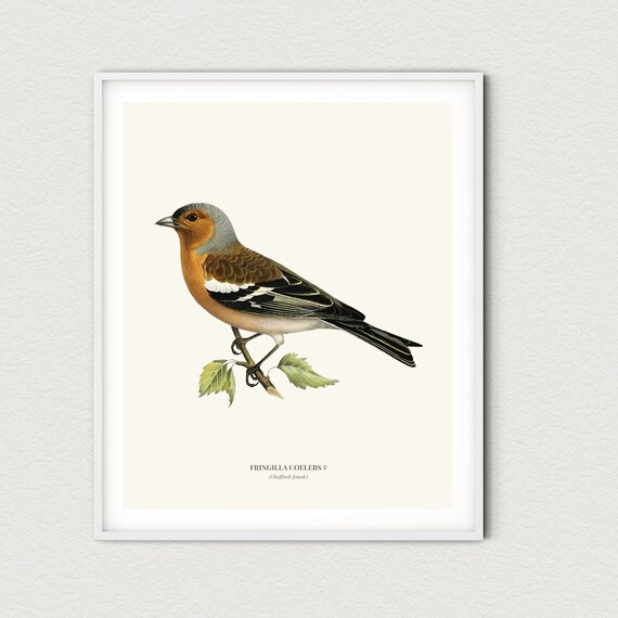 Vintage Female Chaffinch Print - Etsy