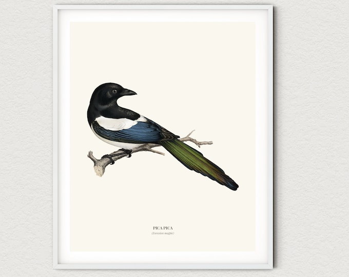 A3 Magpies Print - Etsy