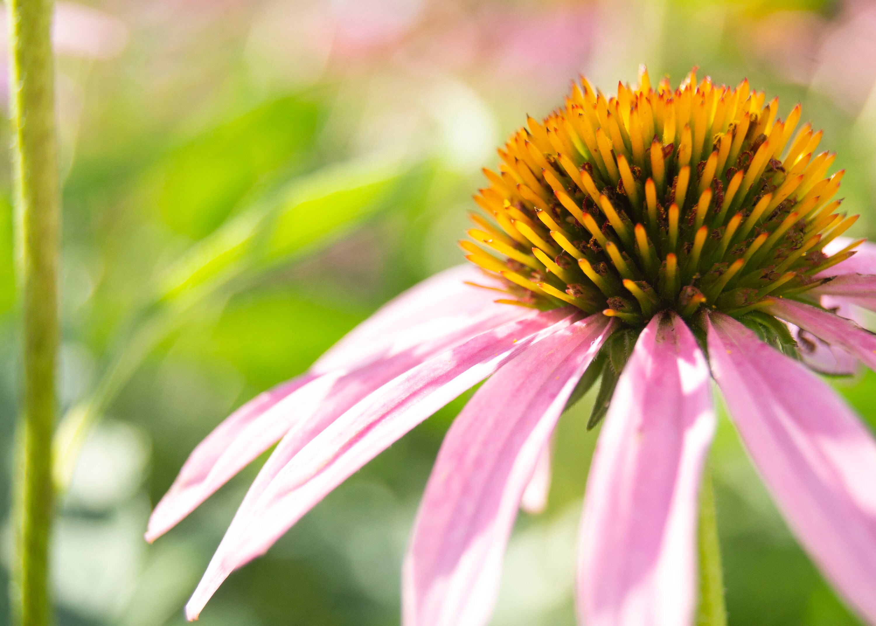 Fleur sauvage de cône du Missouri - Etsy France