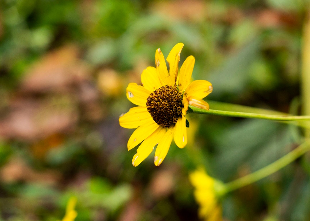 Hinkson Flowers - Etsy