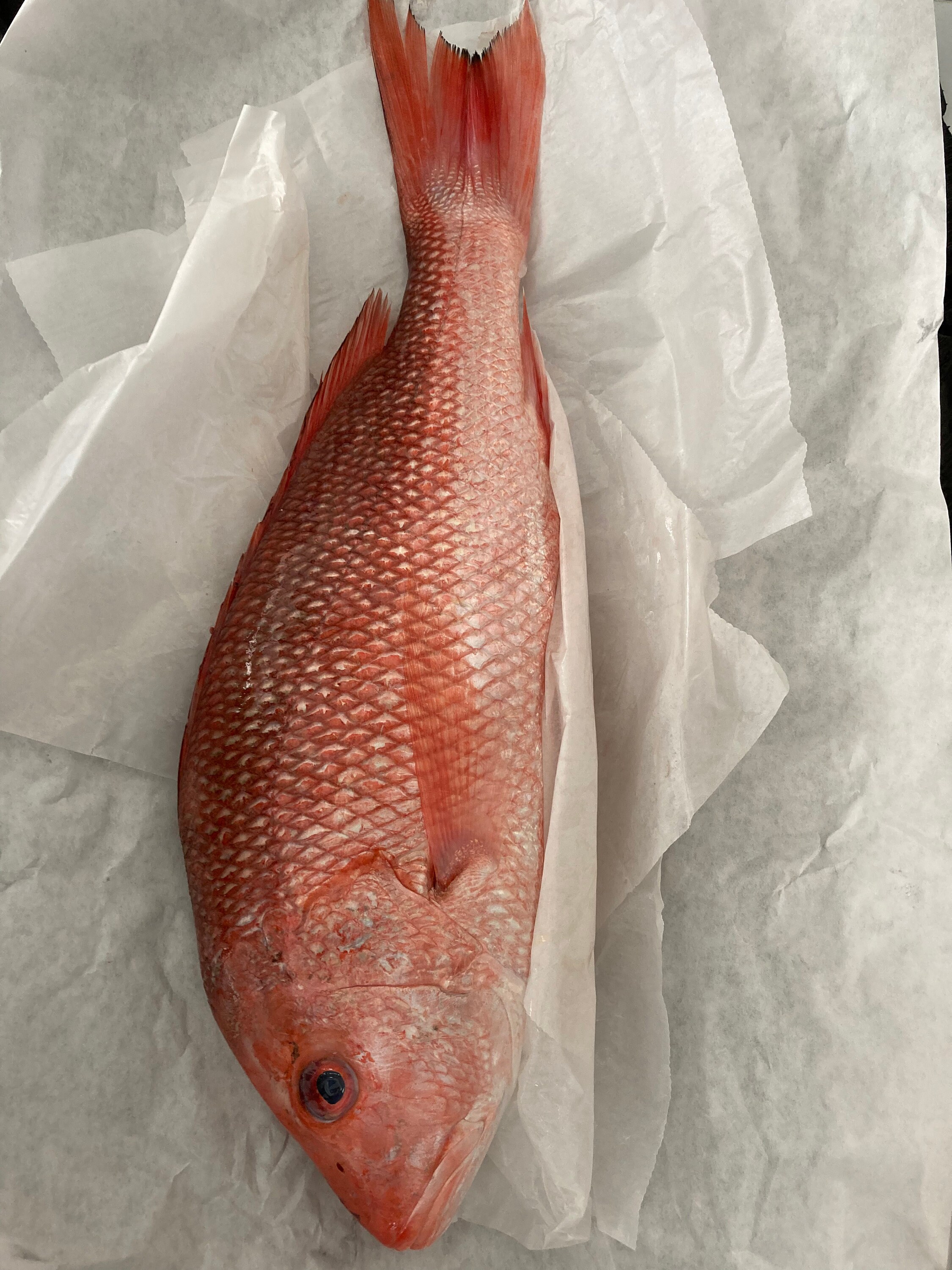 Red Snapper - Gyotaku Fish Rubbing - Digital Art - Fine Art Print 13 ...