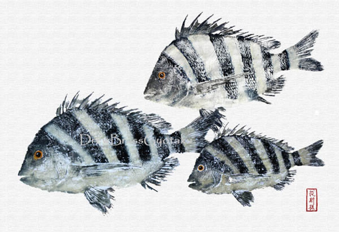 Sheepshead Trio - Gyotaku Fish Rubbing - Digital Art - Fine Art Print ...