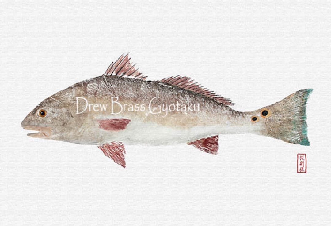 Redfish Gyotaku Fish Rubbing Digital Art Fine Art Print 13x19 - Etsy