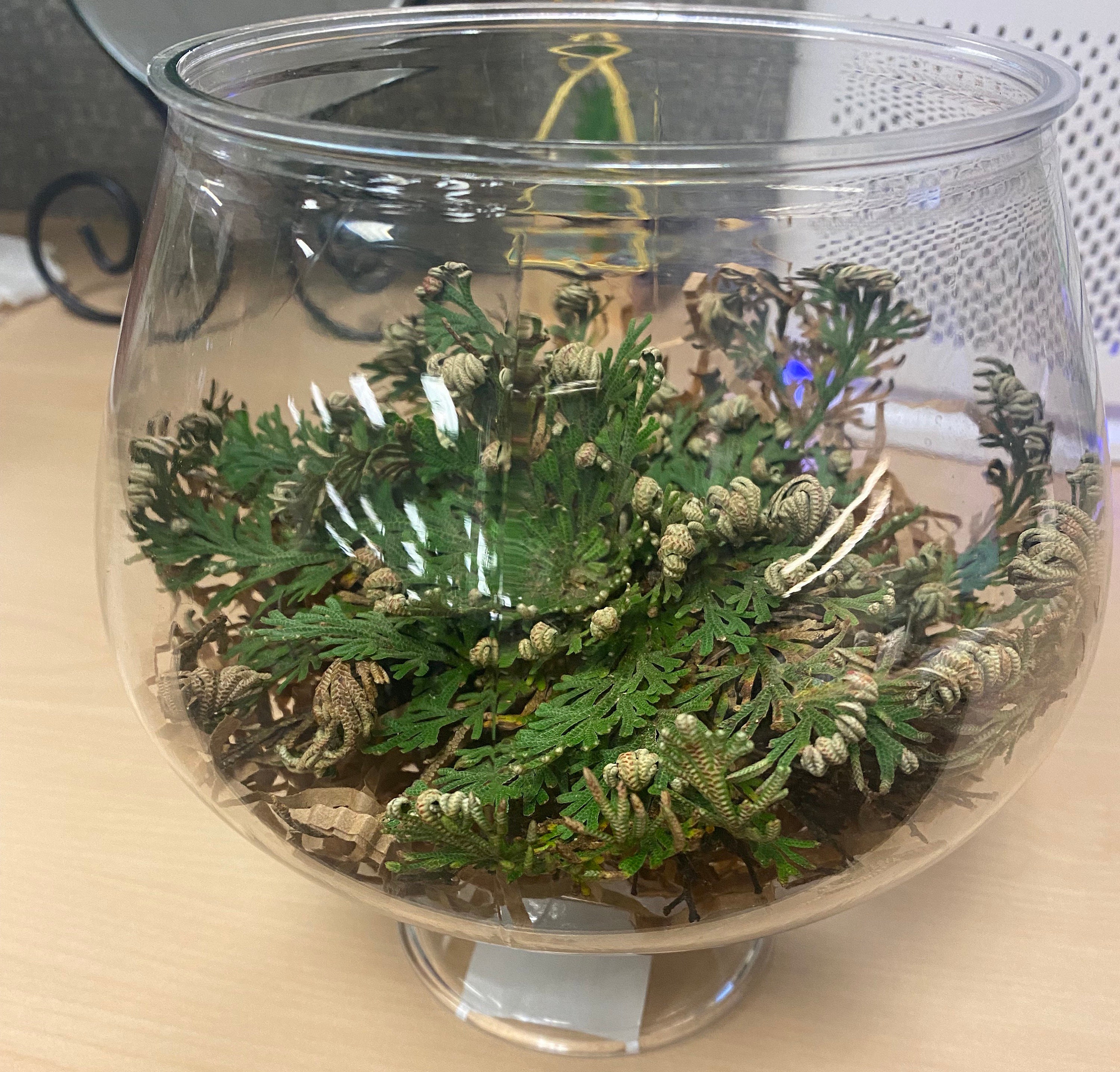 Rose of Jericho, Plants, Roots, Herb, Resurrection Flower - Etsy