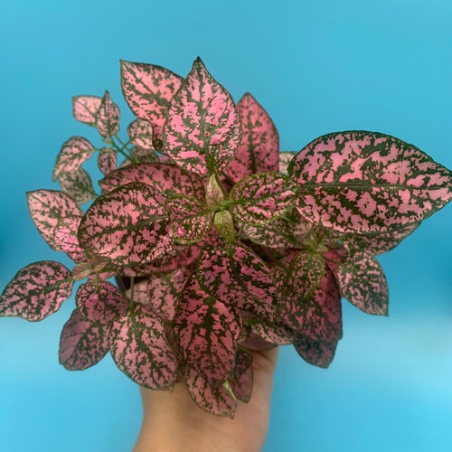 Tradescantia Fluminensis Variegata Spiderwort Decor Scrambling | Etsy