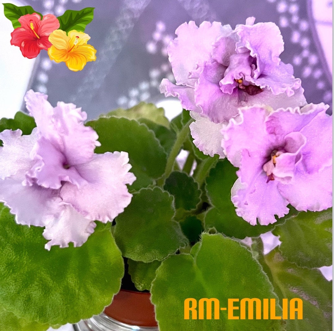 African Violet Rm-emilia Adult Plant Russian/ukrainian - Etsy