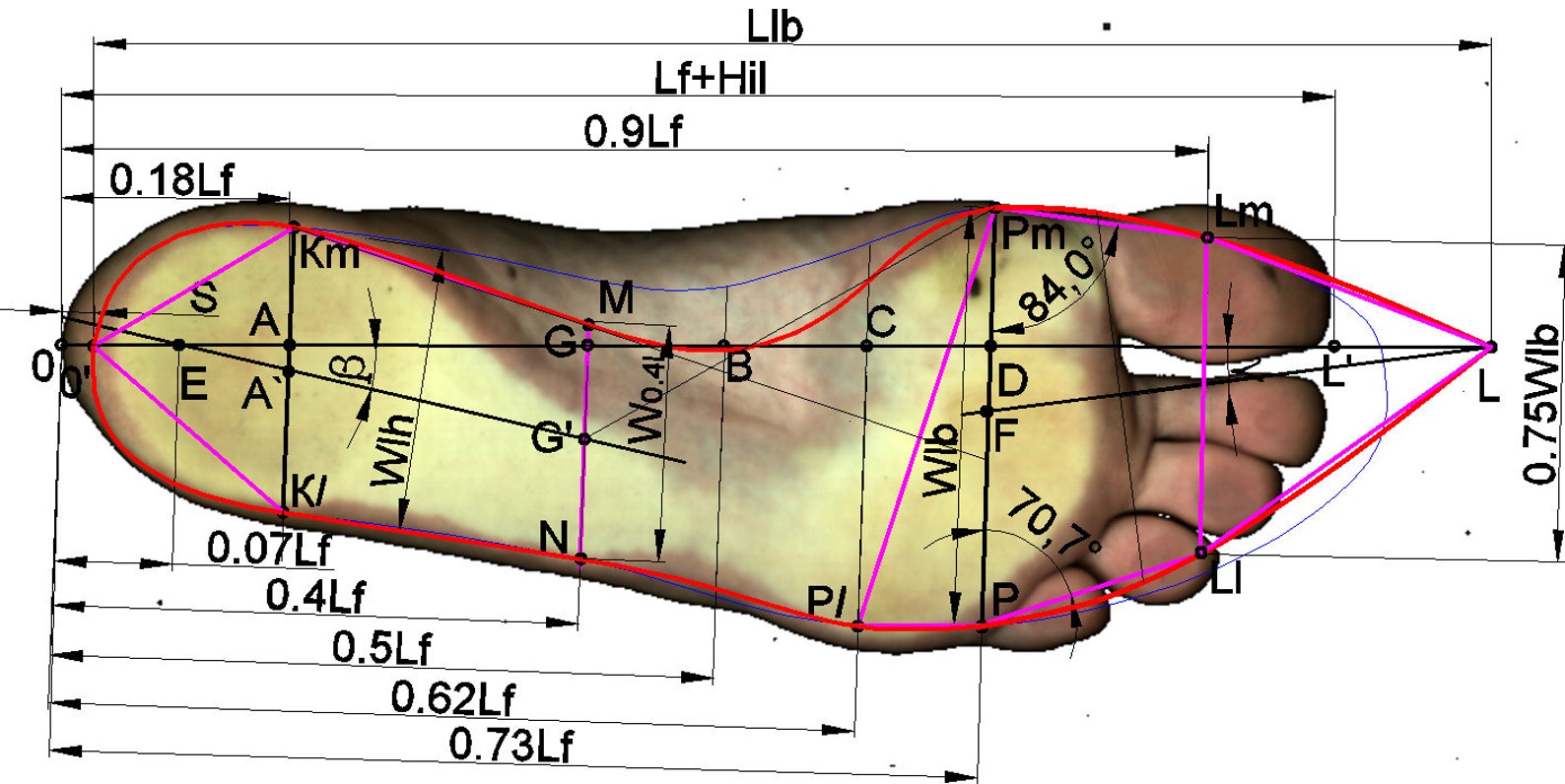 PDF Tutorial Last Bottom Template Modeling Guide How to Design Shoe ...