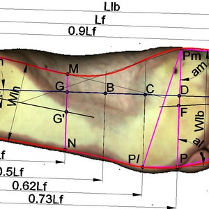PDF Tutorial Last Bottom Template Modeling Guide How to Design Shoe ...