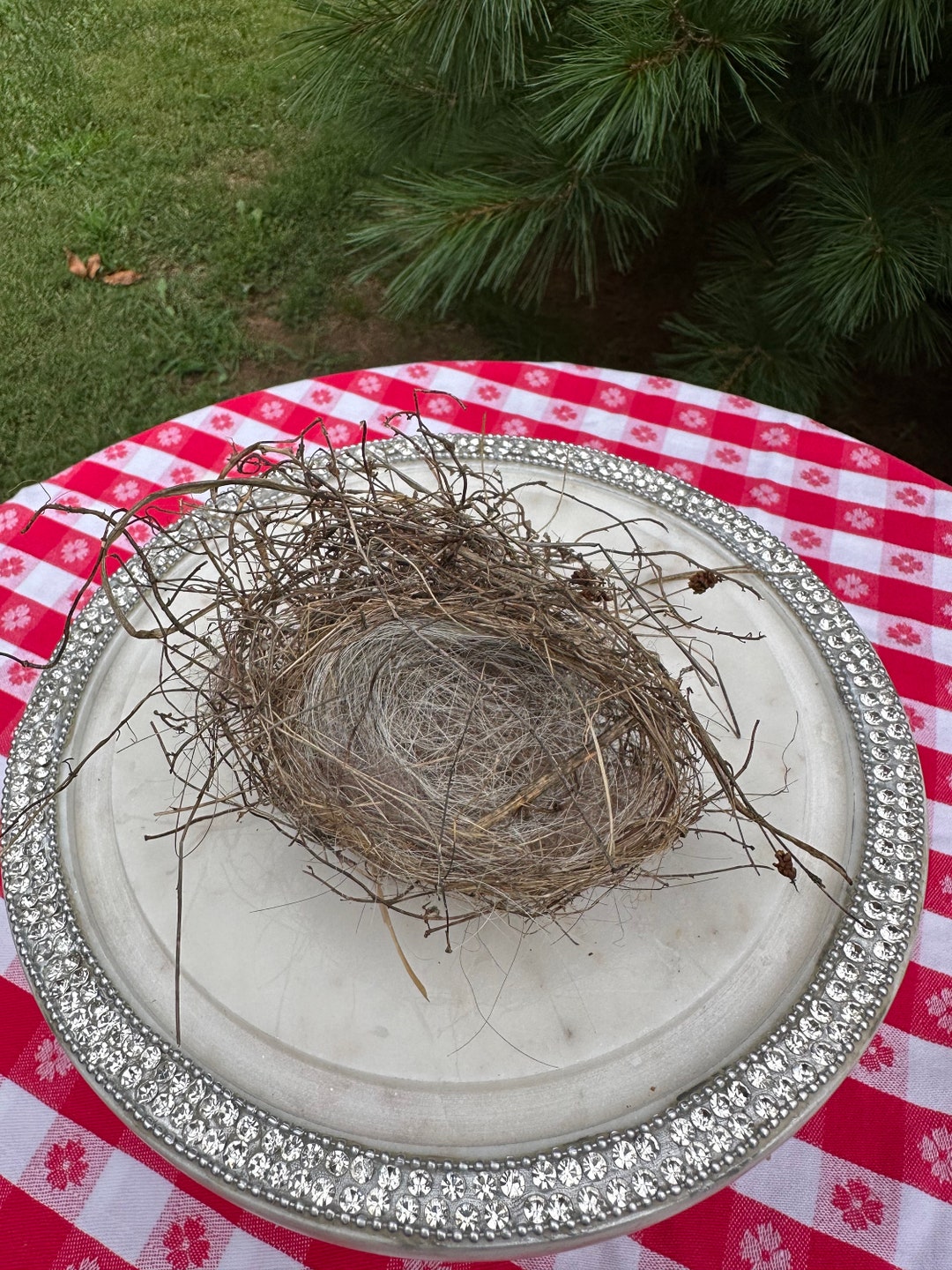 Small Birds Nest. Real Birds Nest. - Etsy