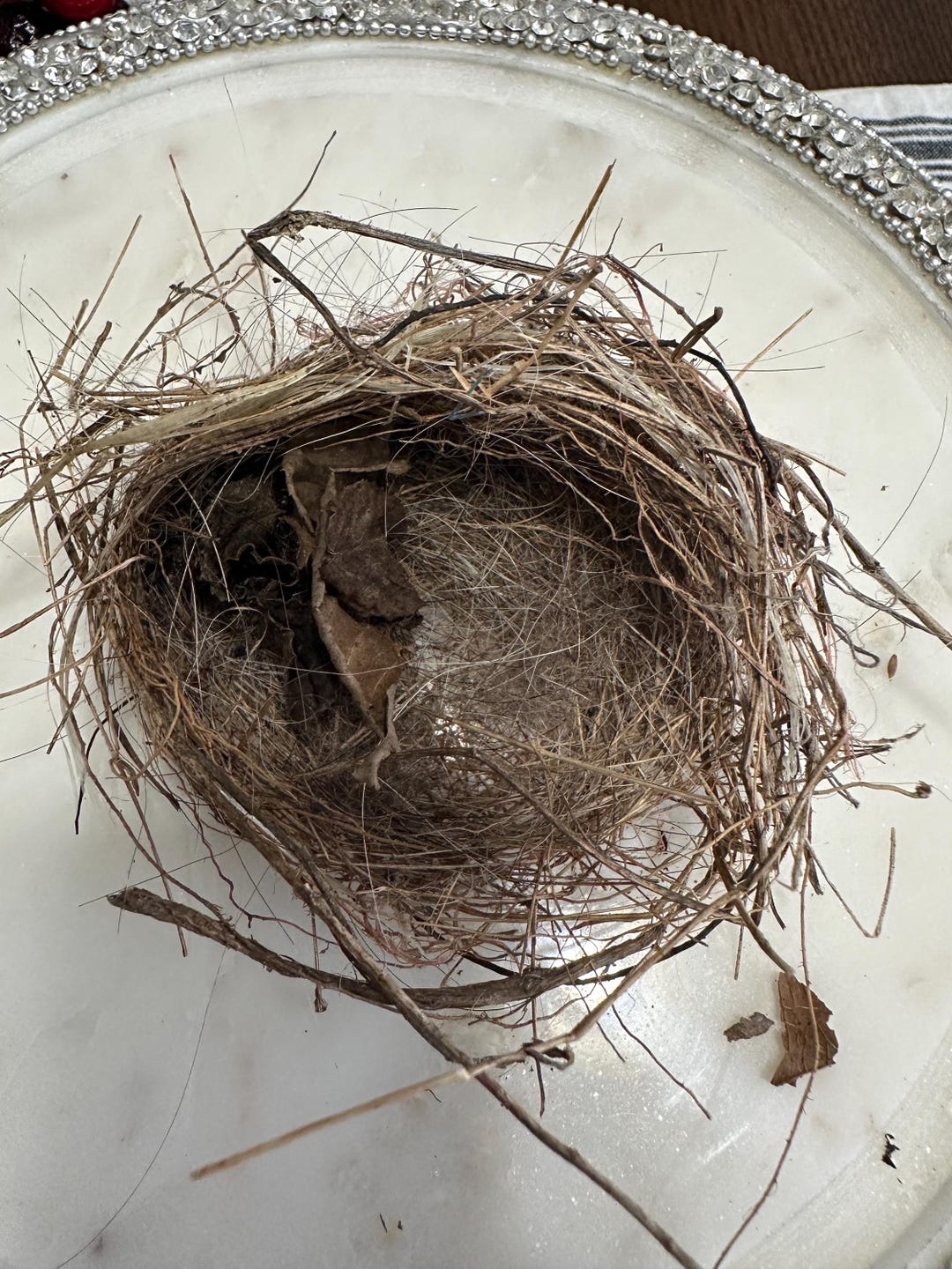 Small Birds Nest, Natural Twig Grass Cippings Dog Hair Lined Nest - Etsy