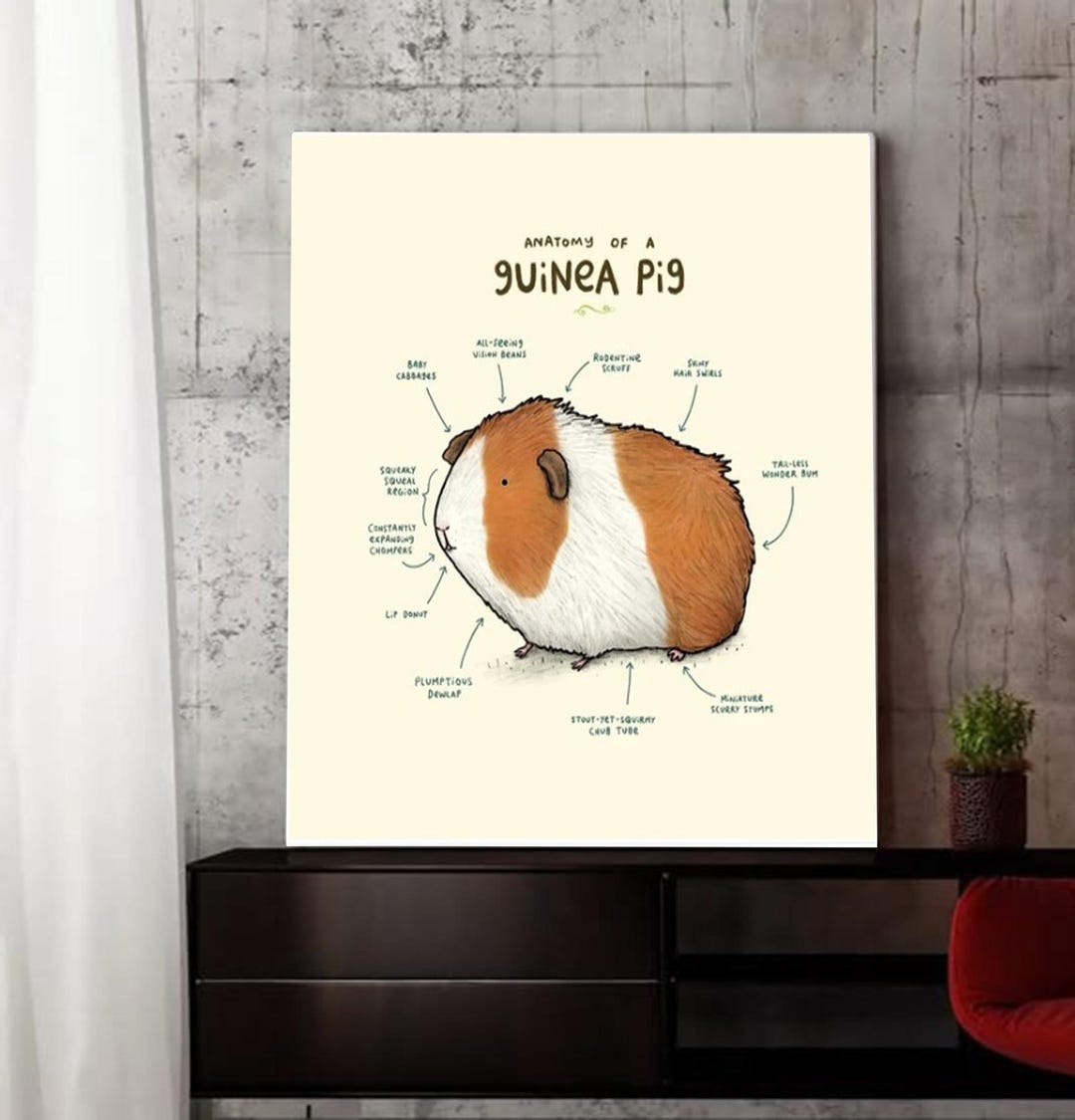 Anatomie D'un Cochon D'inde Poster - Etsy UK