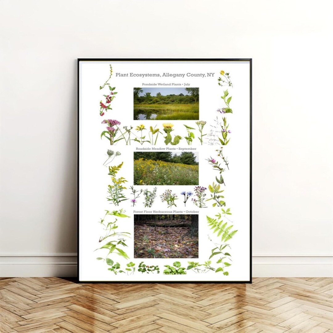 Plant Ecosystems Poster - Etsy