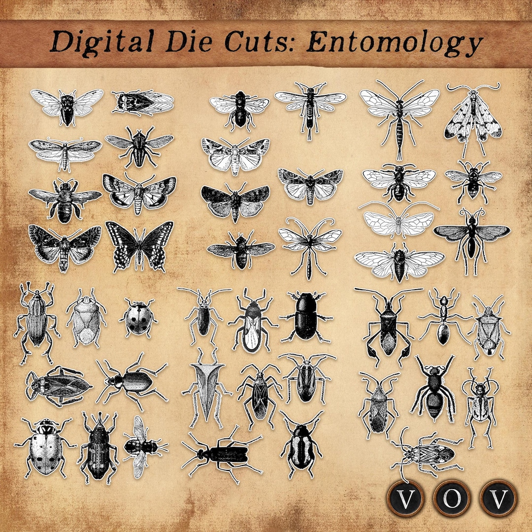 Digital Die Cuts: Entomology, Cricut Cut Files, Journal Embellishments ...