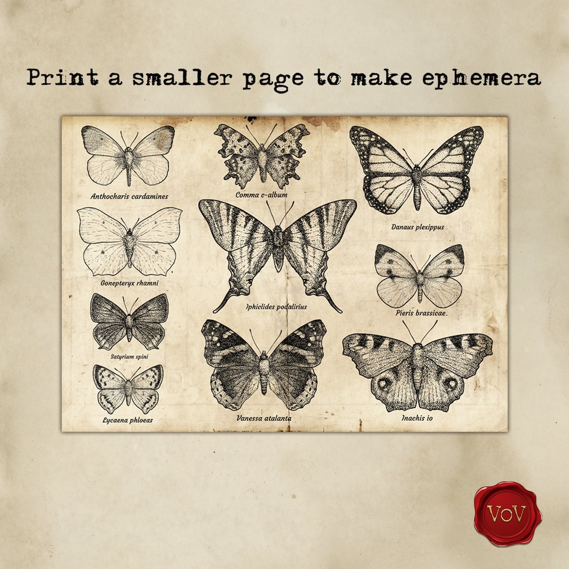 Entomology Pages Specimens Field Specimens Printable Pages - Etsy