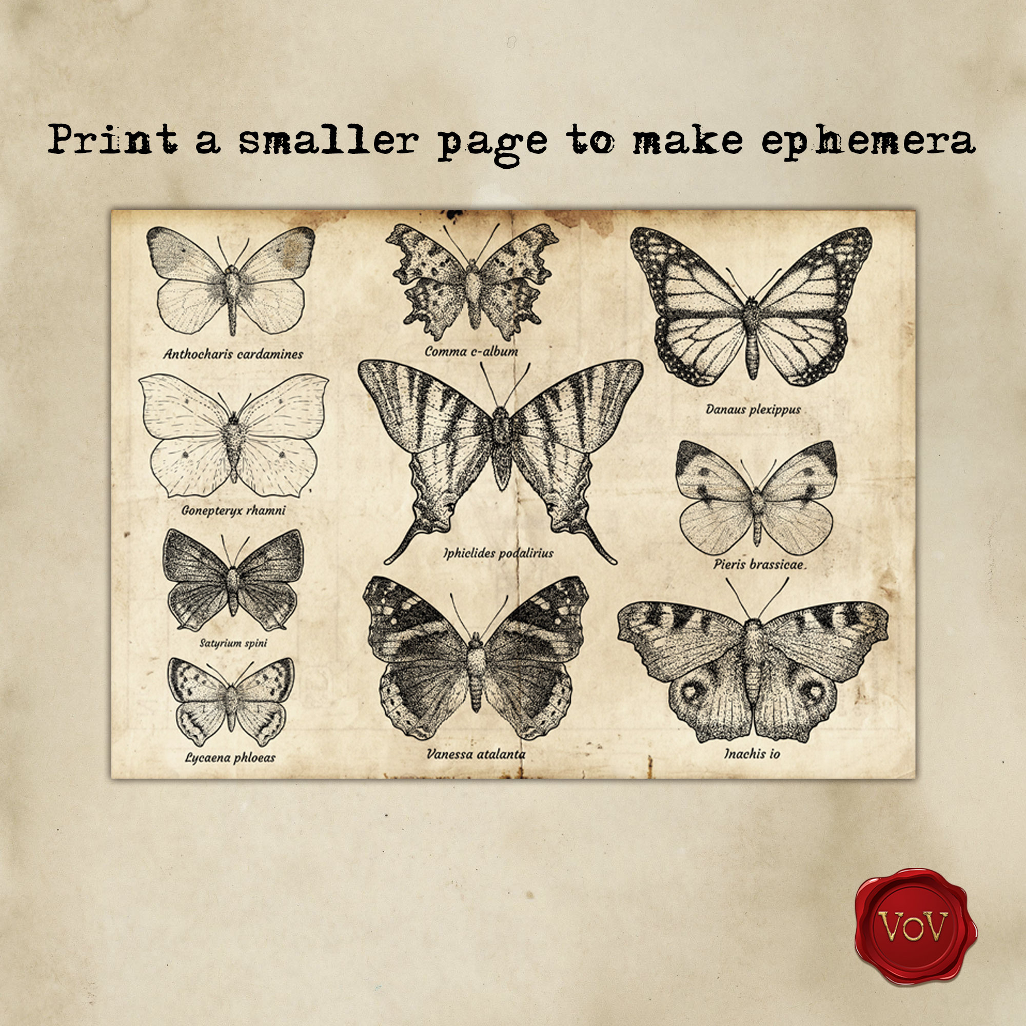 Entomology Pages, Specimens, Field Specimens, Printable Pages for Junk ...