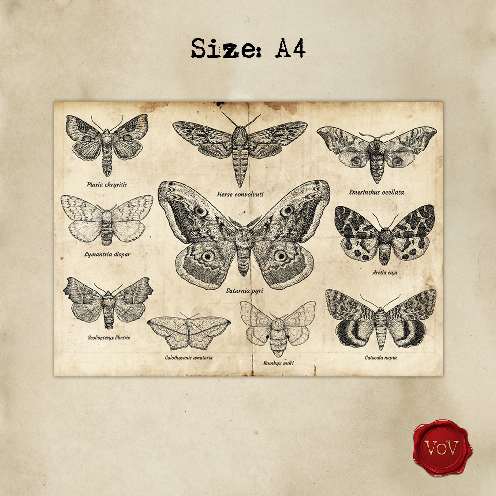 Entomology Pages Specimens Field Specimens Printable Pages - Etsy