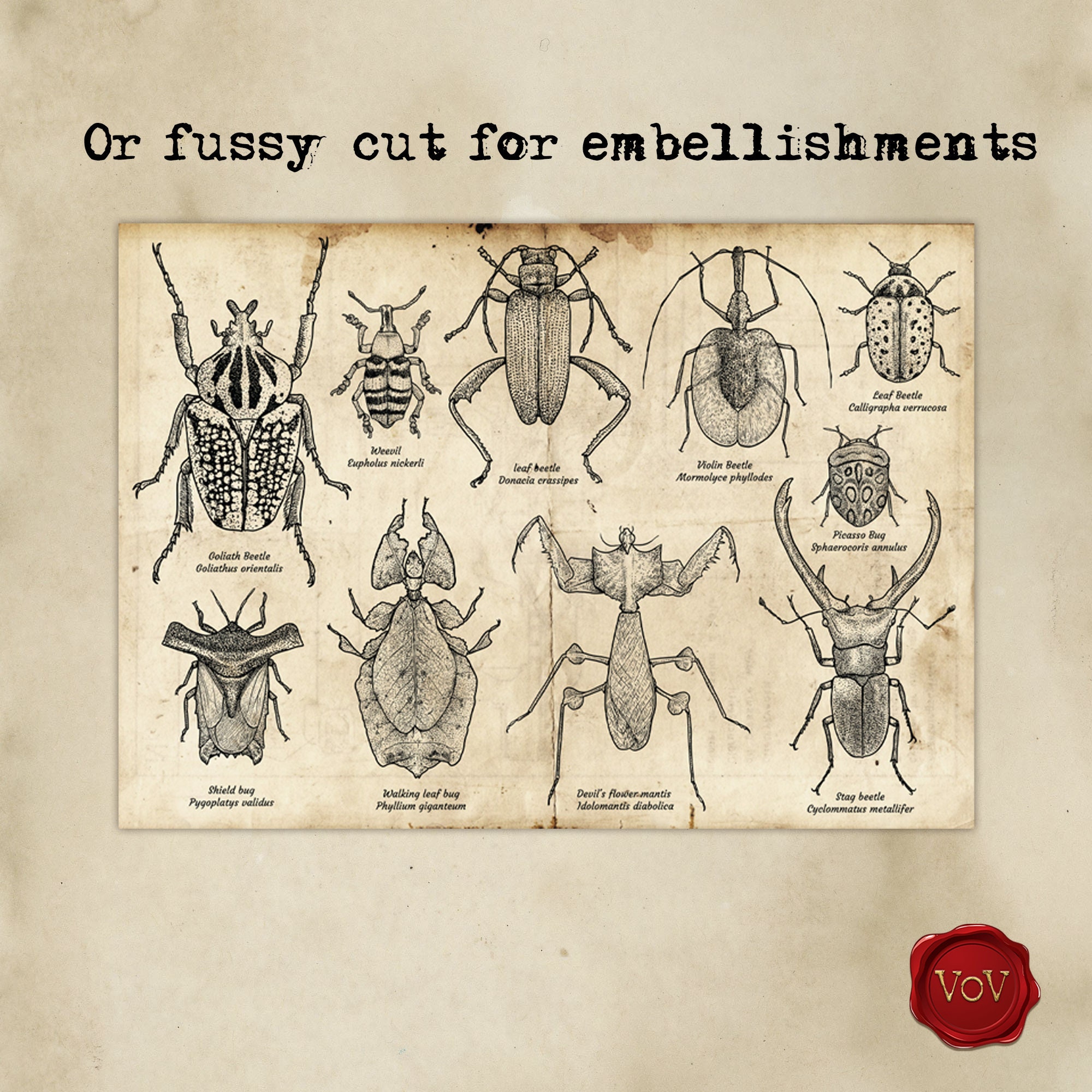 Entomology Pages Specimens Field Specimens Printable Pages - Etsy