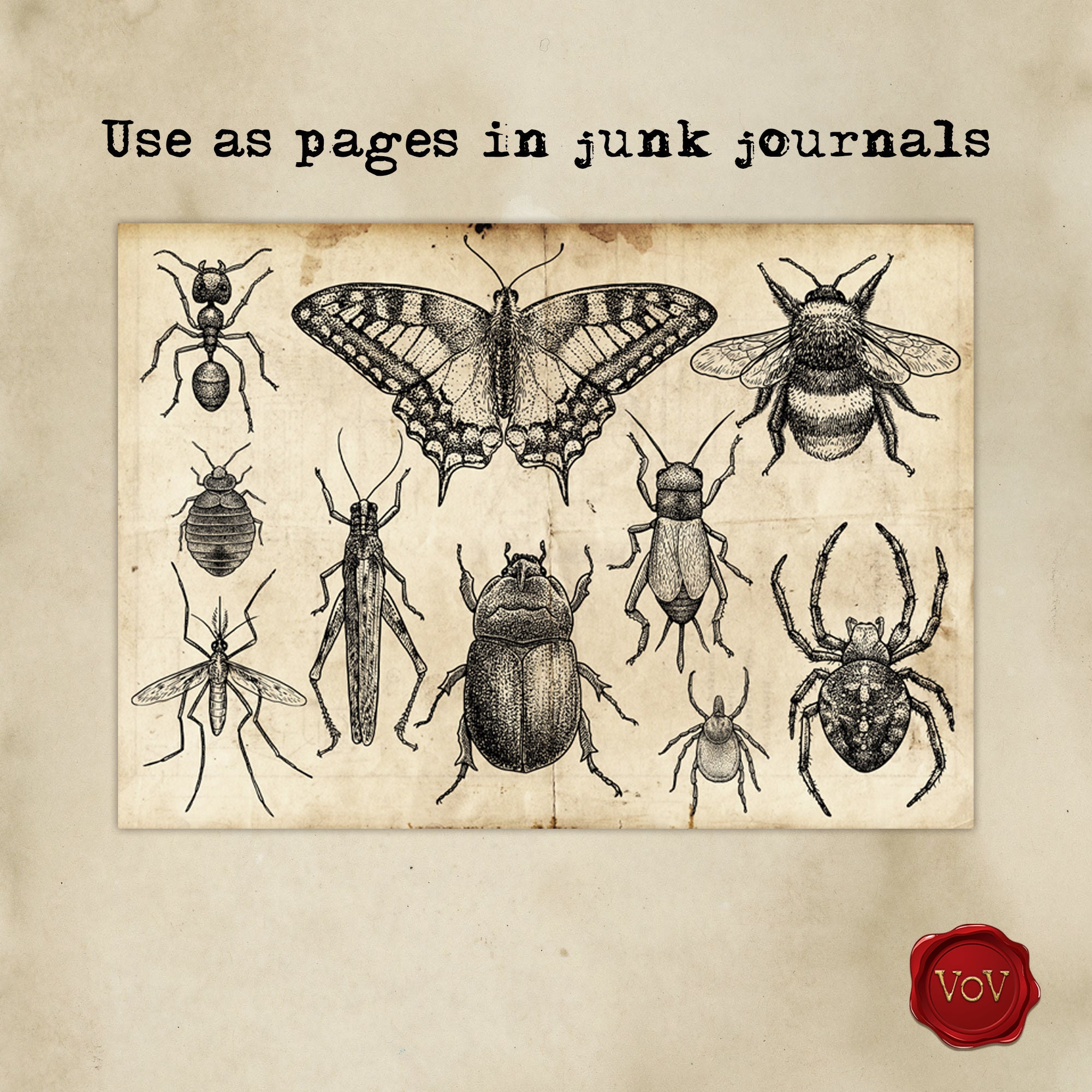 Entomology Pages Specimens Field Specimens Printable Pages - Etsy