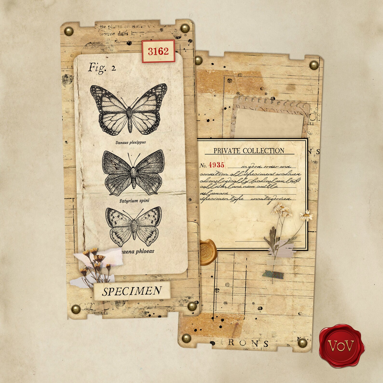 Printable Photo and Specimen Slides - Etsy