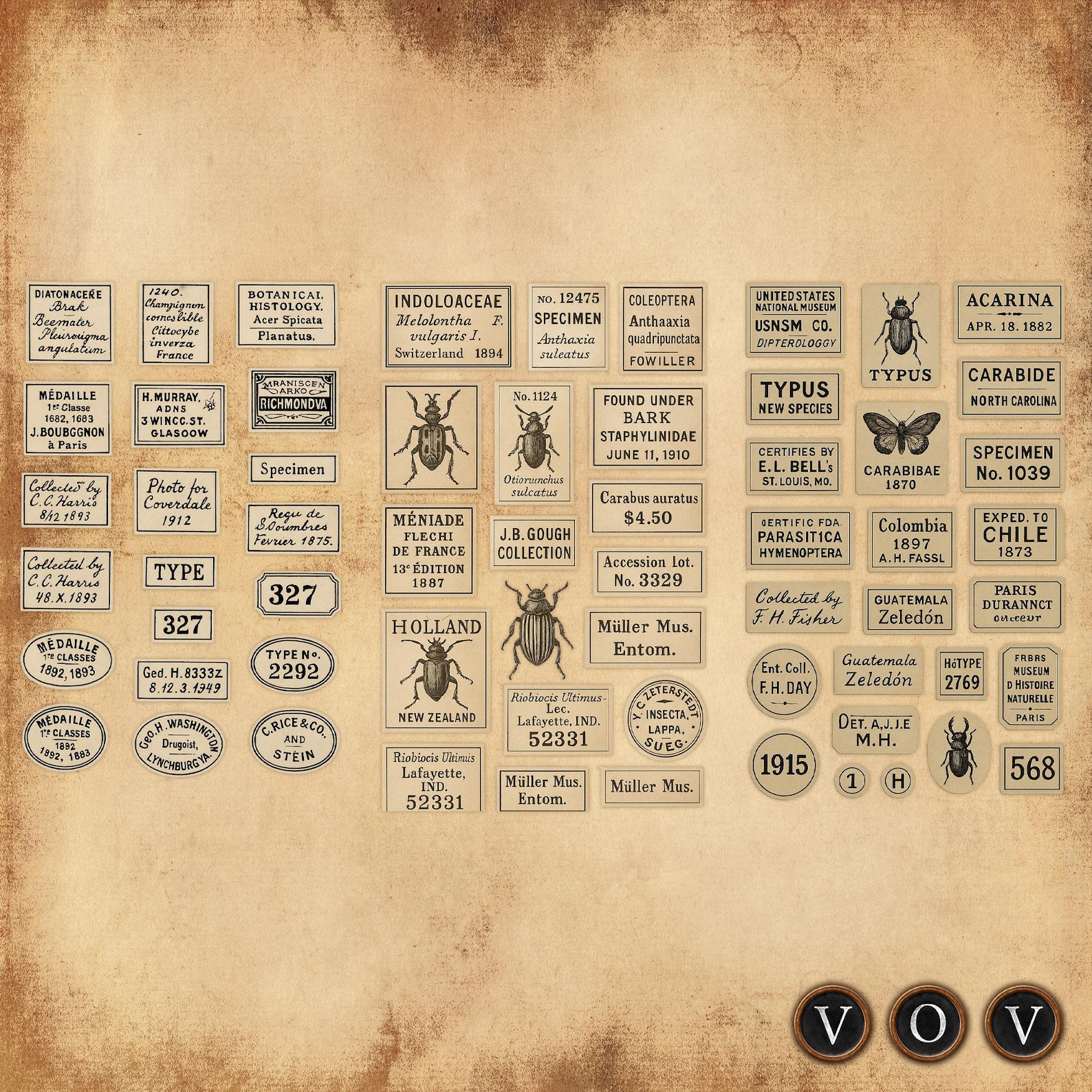 Curator & Specimen Labels No.2 – Printable Entomology-inspired Labels ...