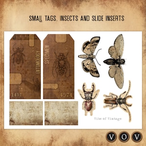 Entomology Tags, Vintage Tags, Tag Set, Set of 4 Vintage Specimen Tags ...