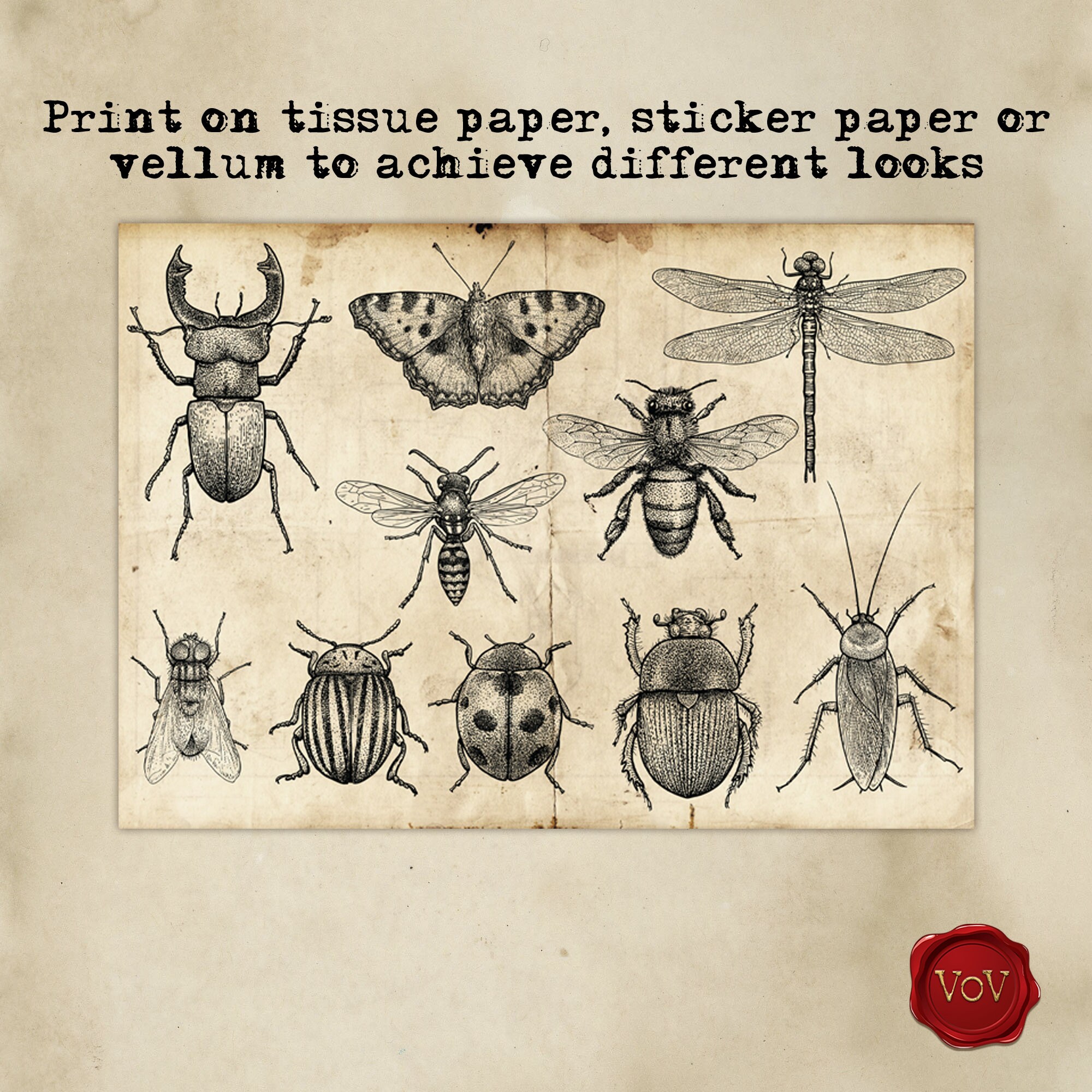 Entomology Pages Specimens Field Specimens Printable Pages - Etsy