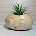 Stewie Planter - Etsy