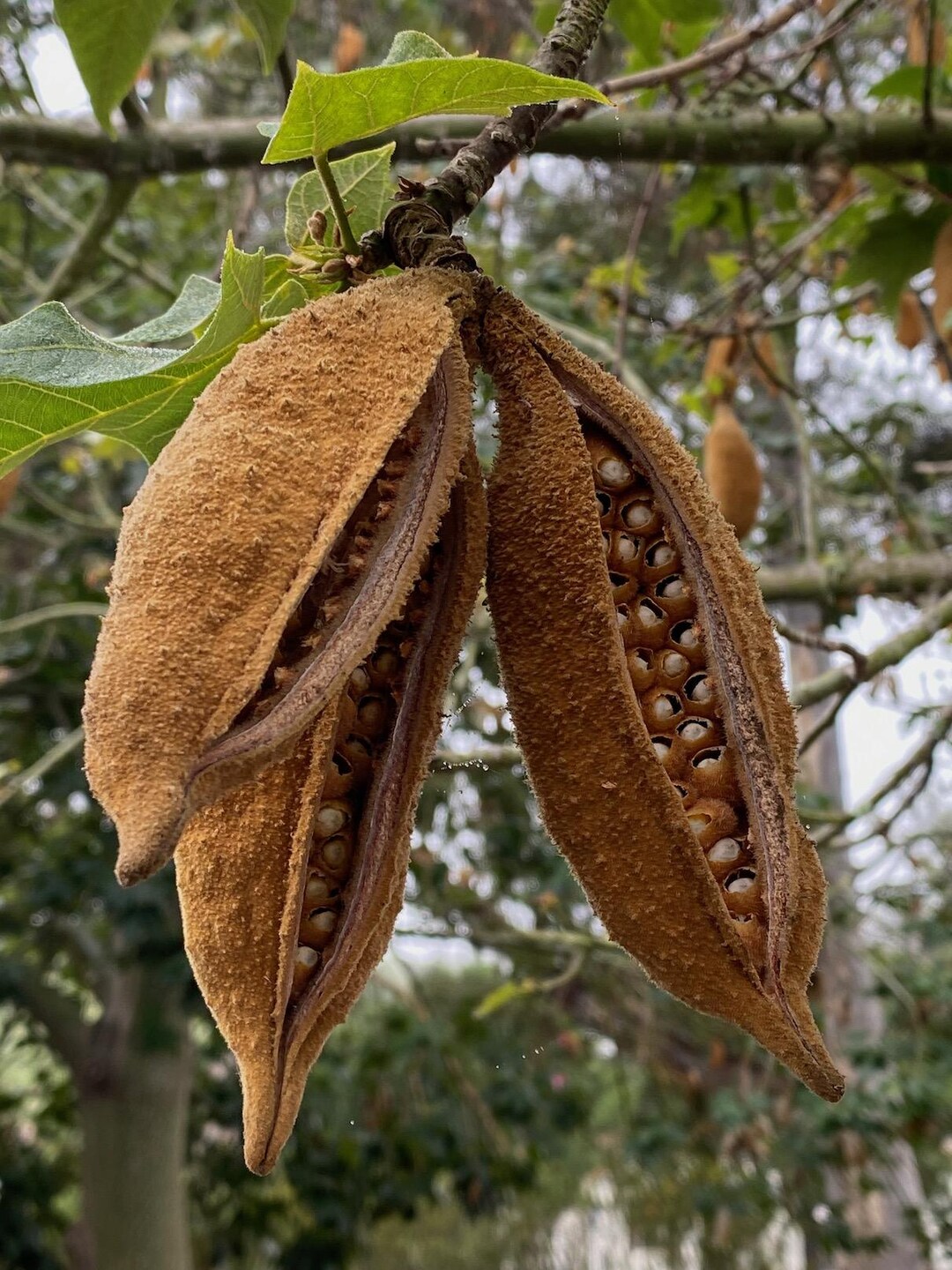 Brachychiton Discolor ( Lacebark Tree ) / 1 Gallon Live Plant - Etsy