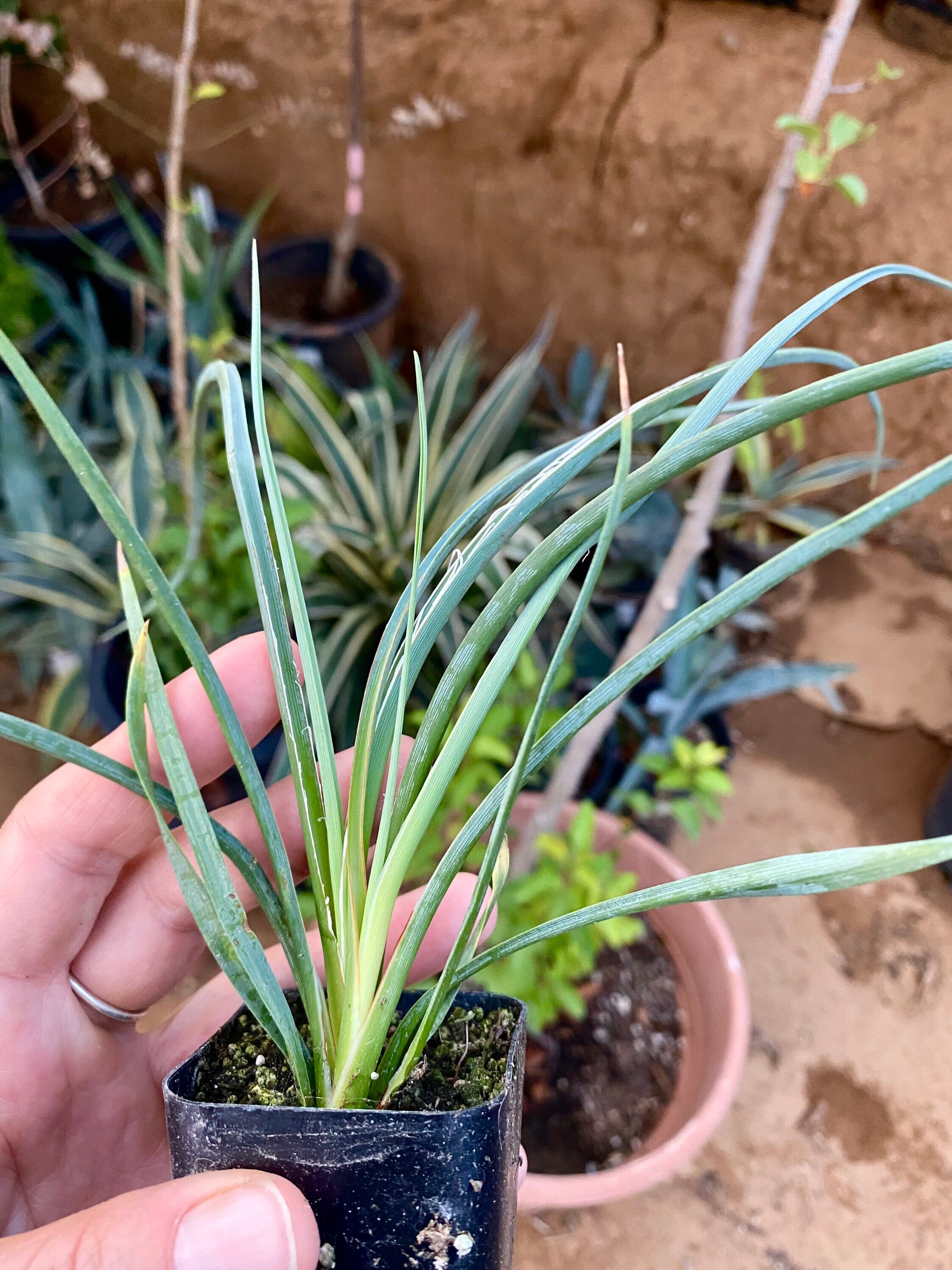 Hesperaloe Parviflora Leaf