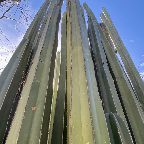 Fence Post Cactus - Etsy