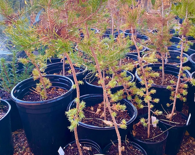 Pinus Brutia ‘eldarica’ (afghan Mondell Pine Tree) / 1 Gallon Live ...