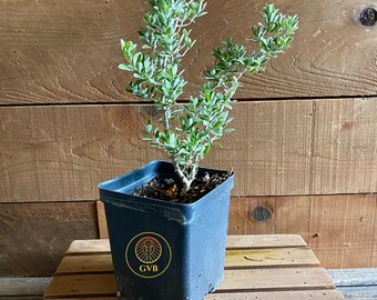 Live Sage Plant - Etsy