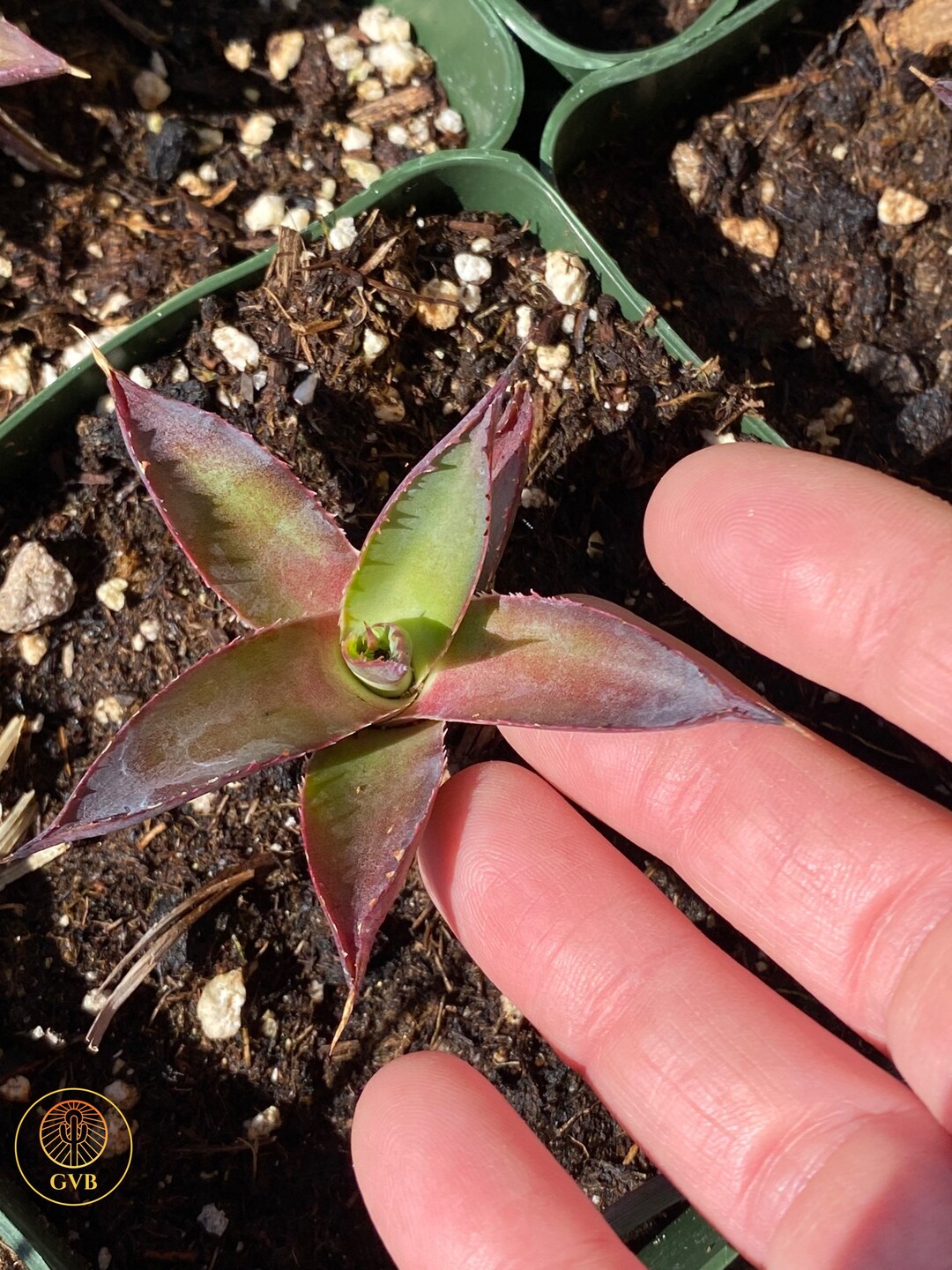 Agave 'blue Glow' / Live Plant / Succulent - Etsy