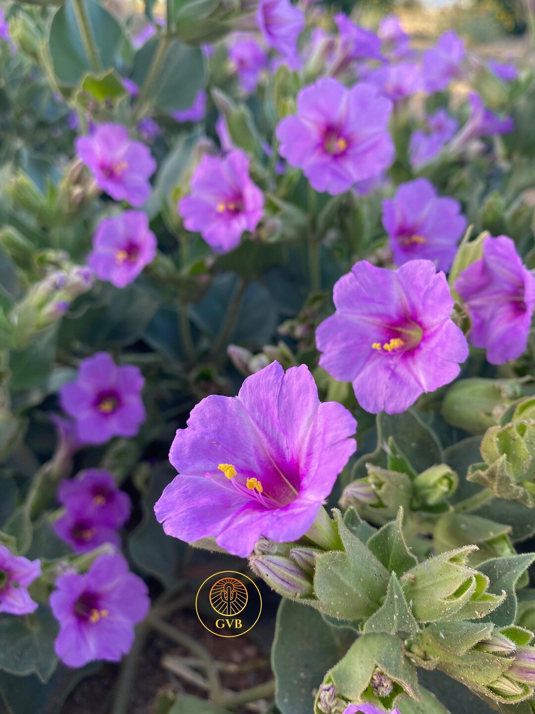 Mirabilis Multiflora (colorado Four O’clock) / 4” Pot / Live Plant ...