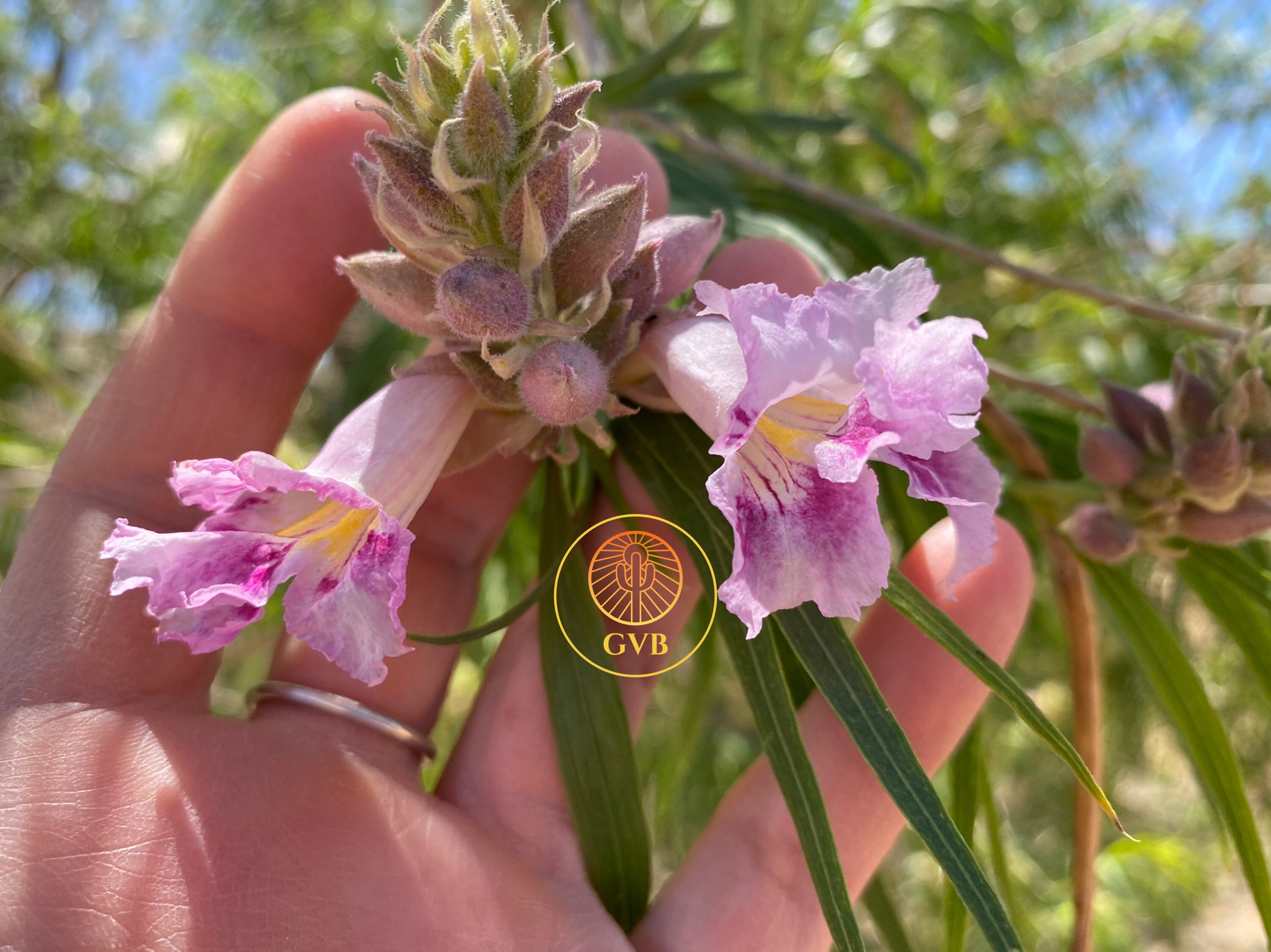 Desert Willow Tree Seeds