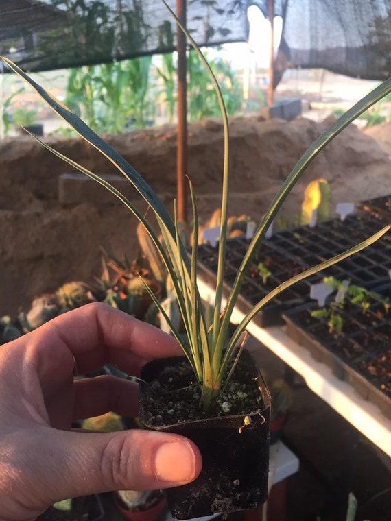 Hesperaloe Funifera giant Desert Hesperaloe / Live Plant | Etsy