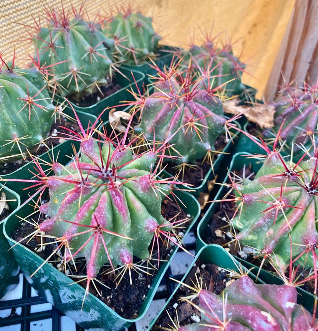 Ferocactus Pilosus ( Mexican Fire Barrel Cactus ) / 3" Live Plant ...