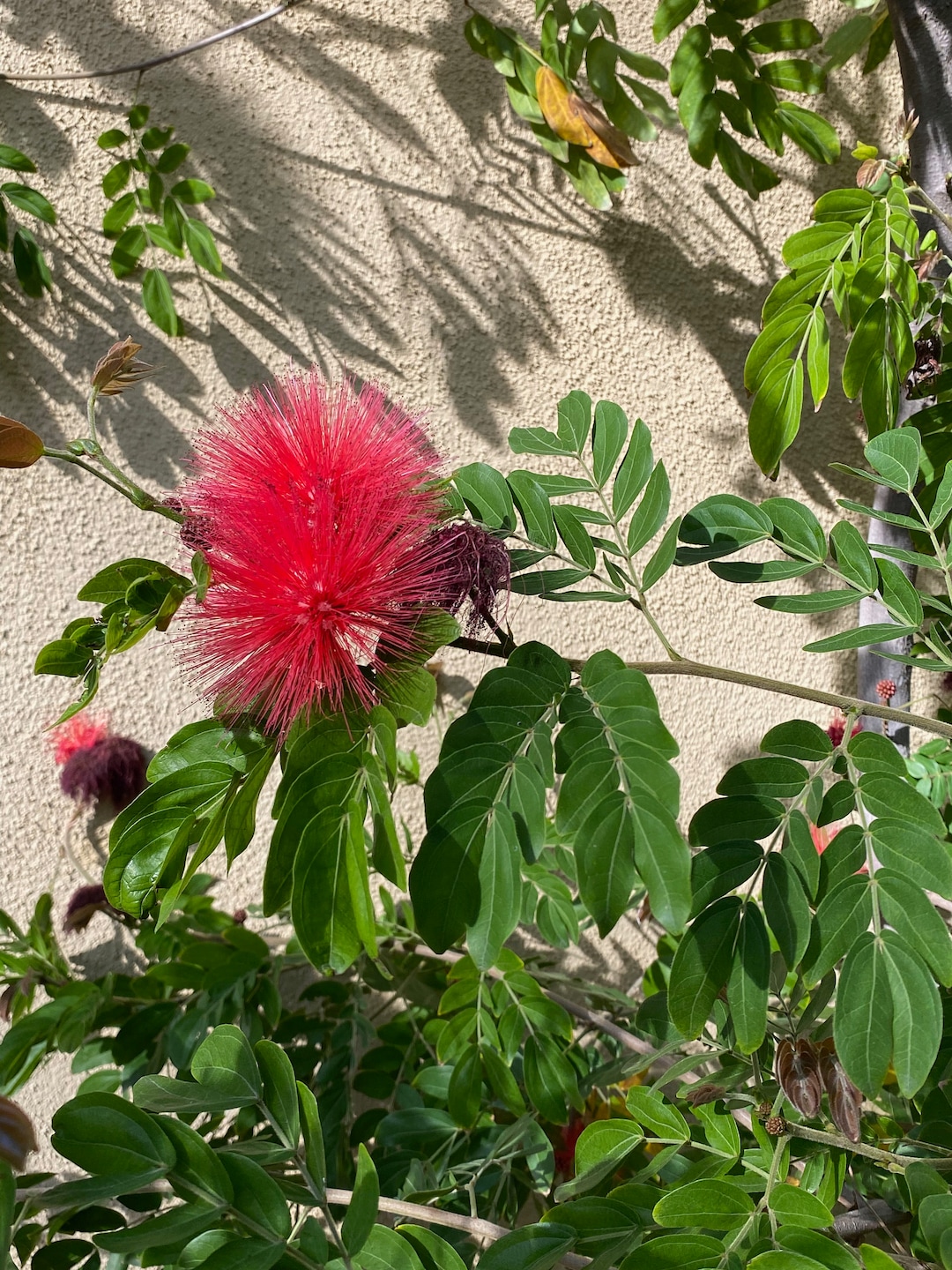 Calliandra Haematocephala / Live Plant / Pink Powder Puff Tree / 1 ...