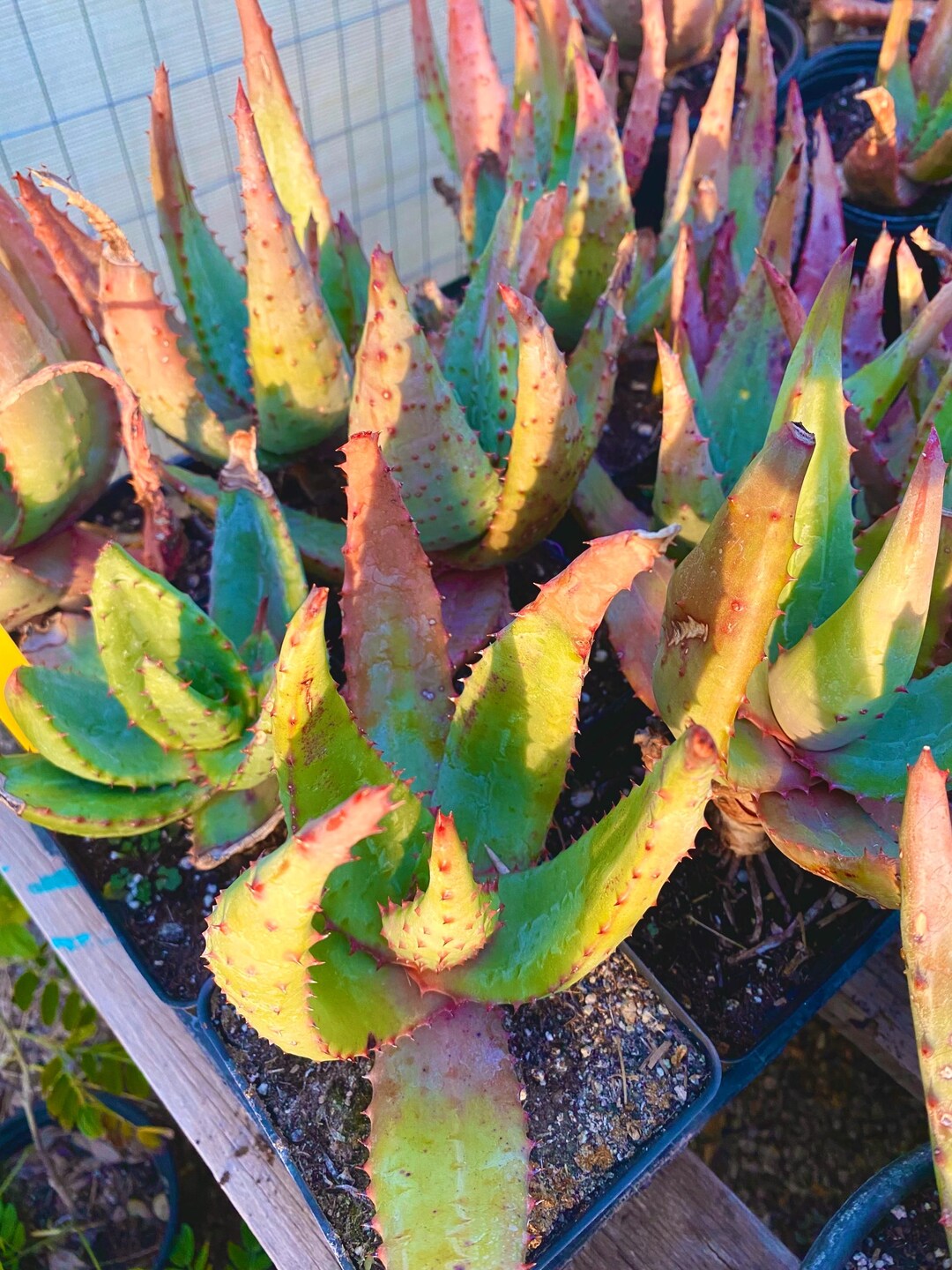 Aloe Ferox (cape Aloe ) / Live Plant / Succulent/ 4” Pots - Etsy